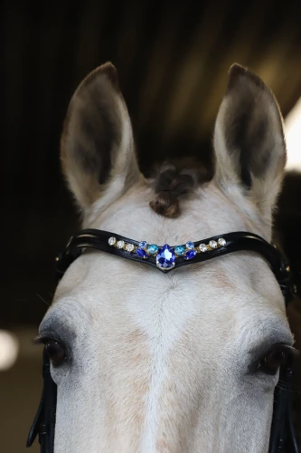 Naczółek "Indigo Starling" Masego – Sprzęt jeździecki | fitmyhorse